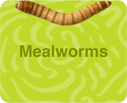 Mealworms – Werms.Inc