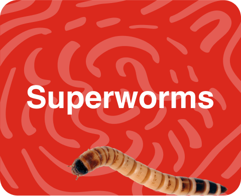 Superworms – Werms.Inc
