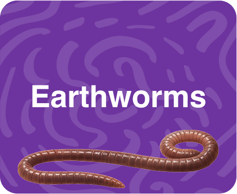 Earthworms – Werms.Inc