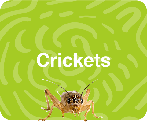 Crickets – Werms.Inc