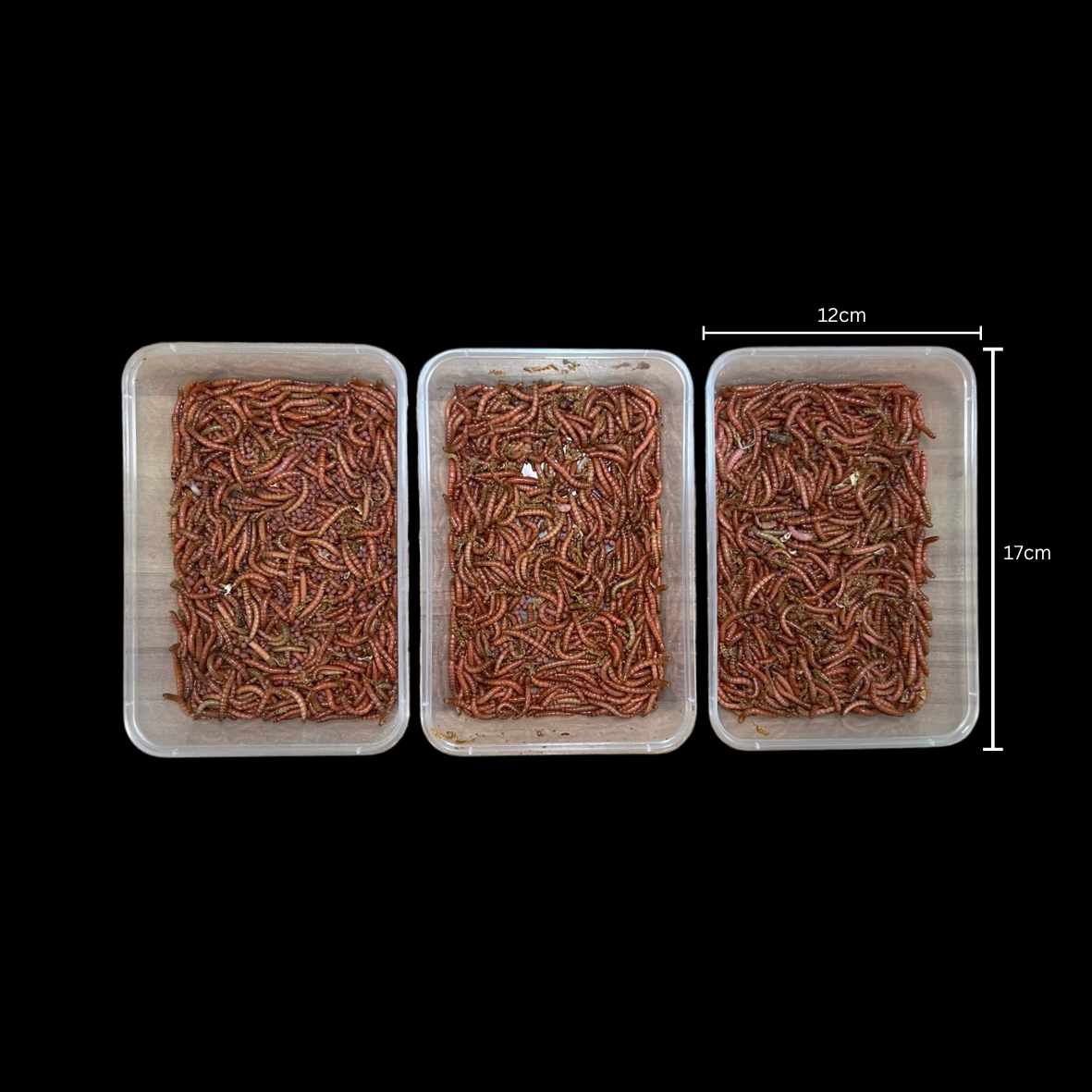 Beta-Carotene Mealworms – Werms.Inc