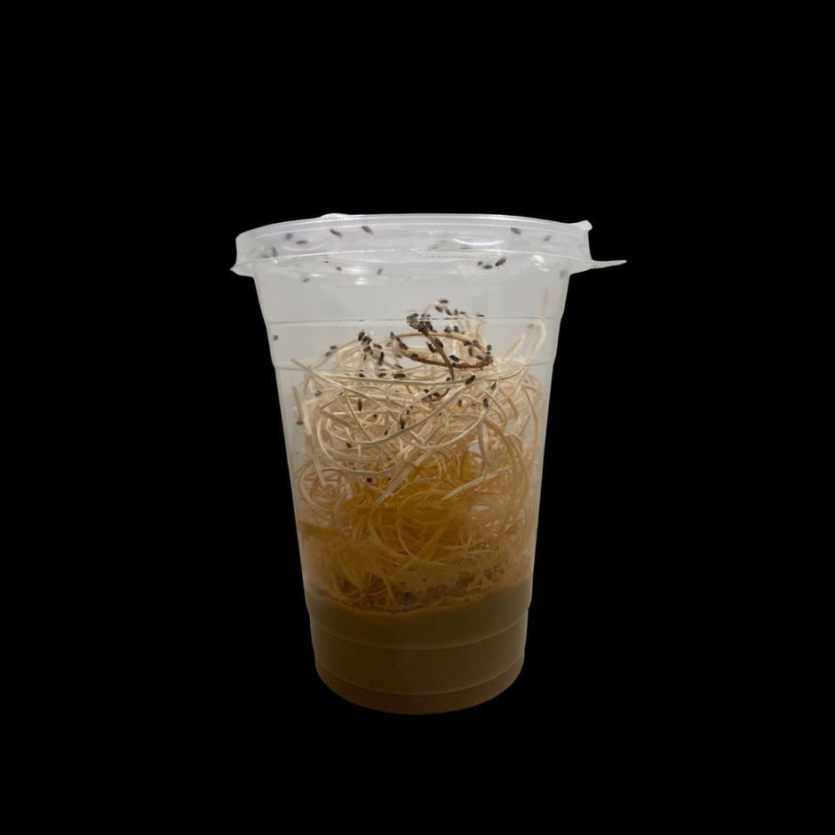 Flightless Fruit Flies – Werms Inc
