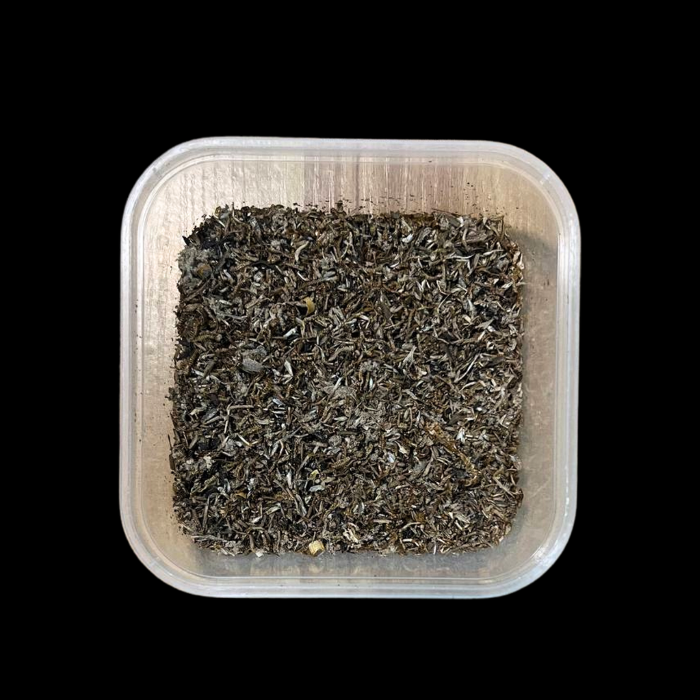 Lesser Mealworm Culture – Werms.Inc