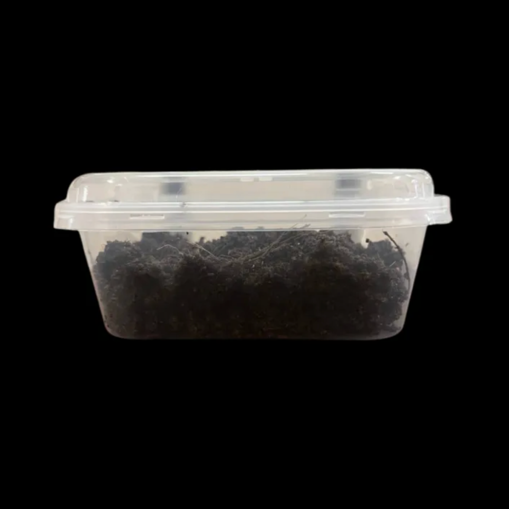Malaysian Blue Worms – Werms.Inc