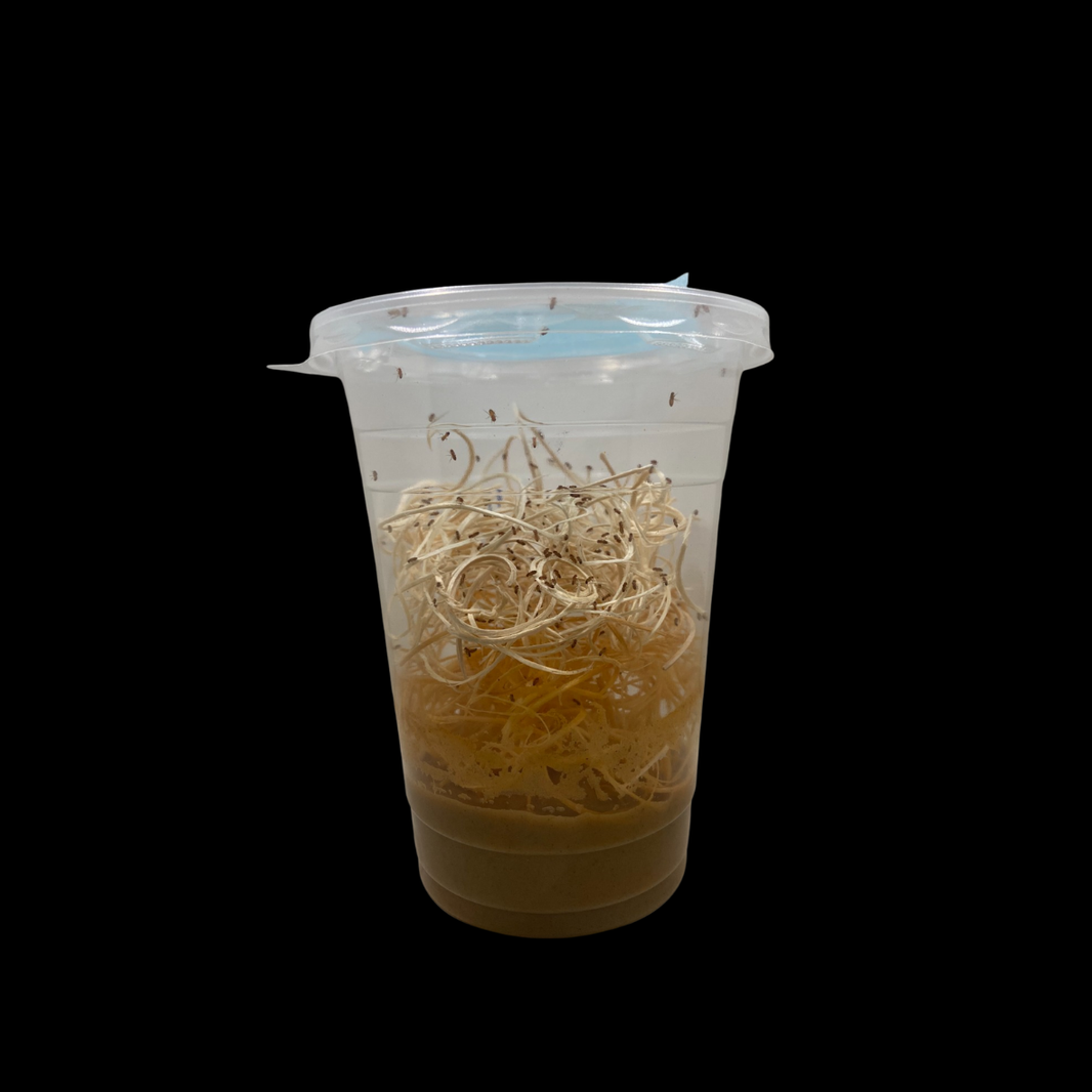 Flightless Fruit Flies – Werms Inc