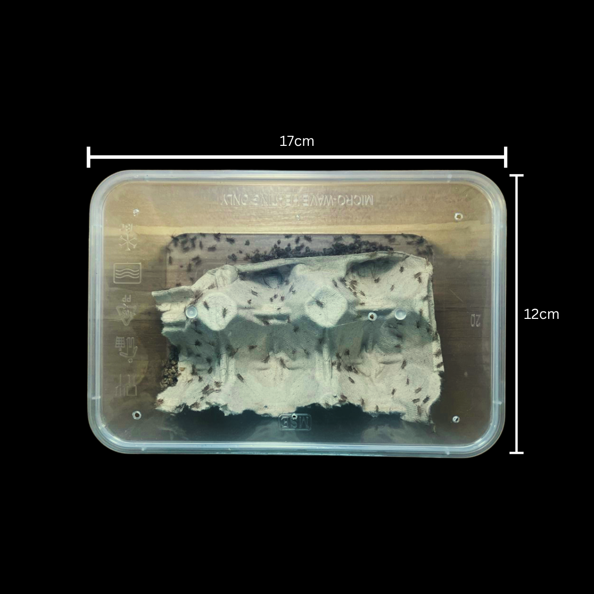 Pinhead Crickets – Werms.Inc