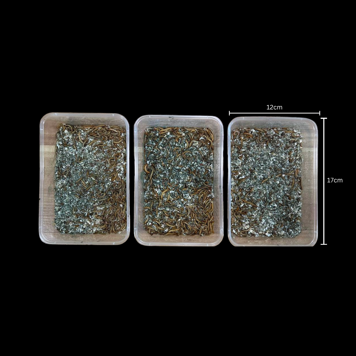 Spirulina Mealworms – Werms.Inc